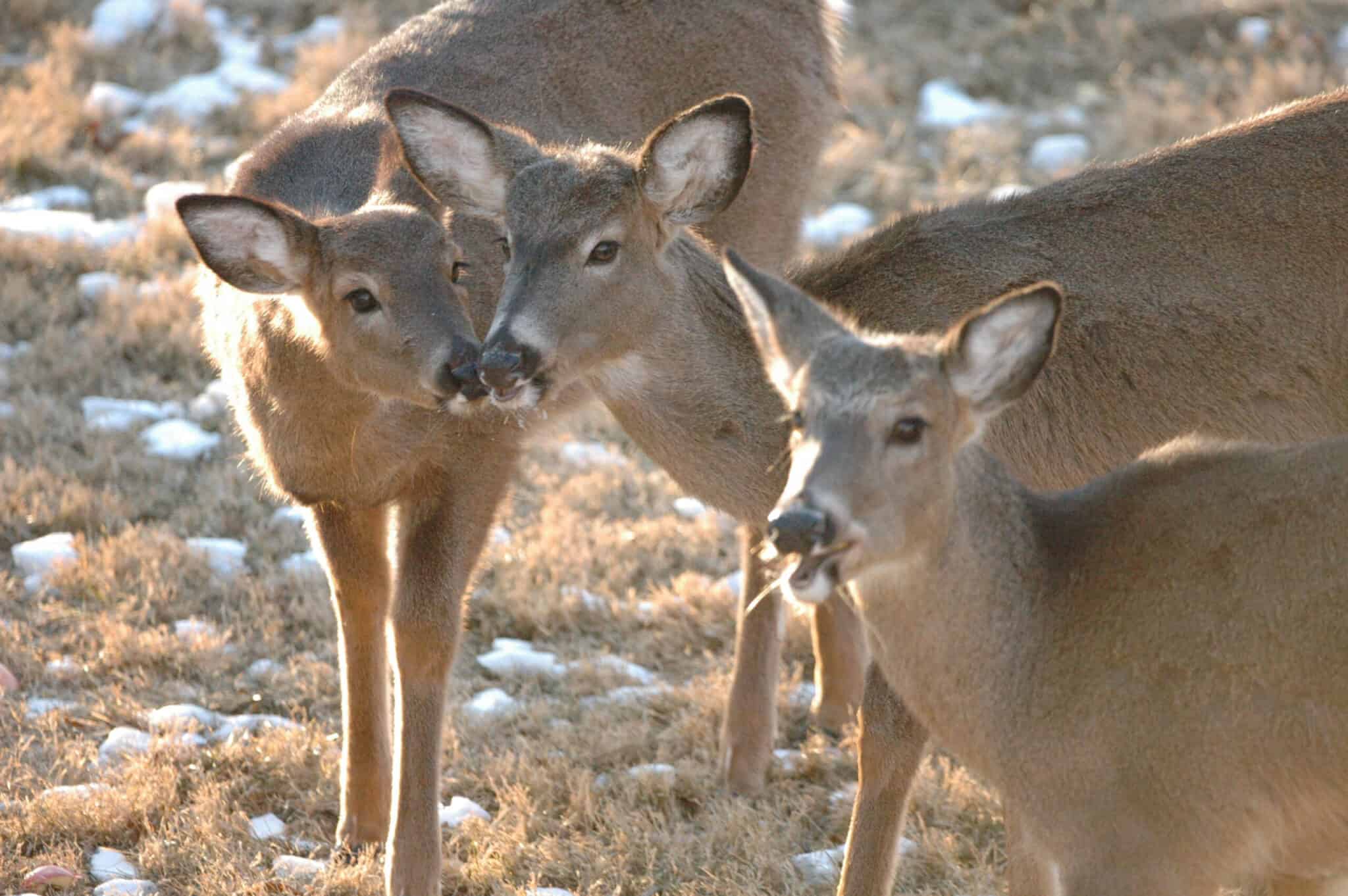 Unusually cold Florida weather causes cold-stunned iguanas - The ...