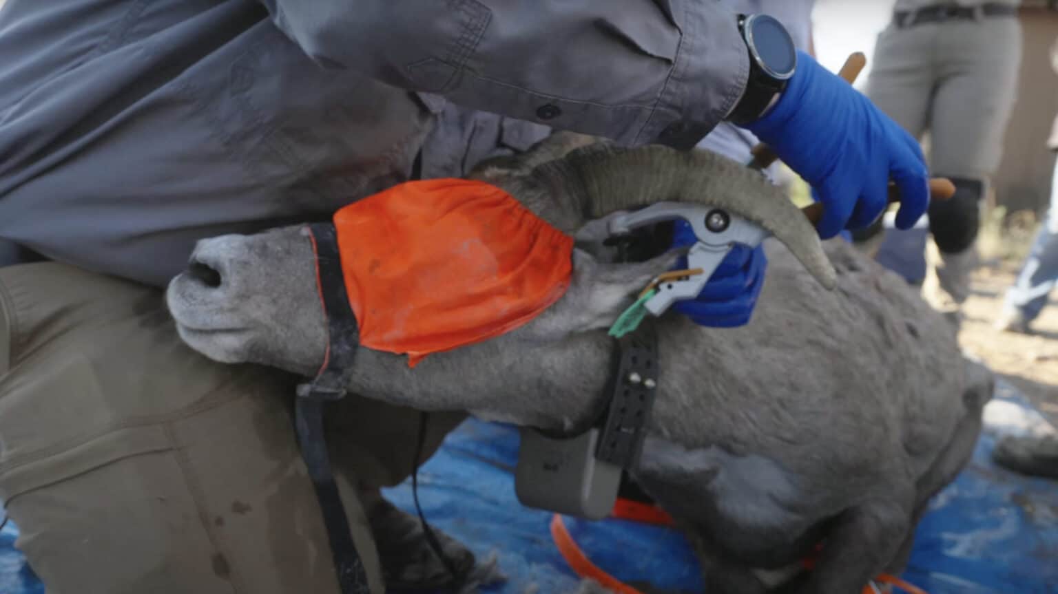 Video: Only jaguar in US spotted in camera trap - The Wildlife Society