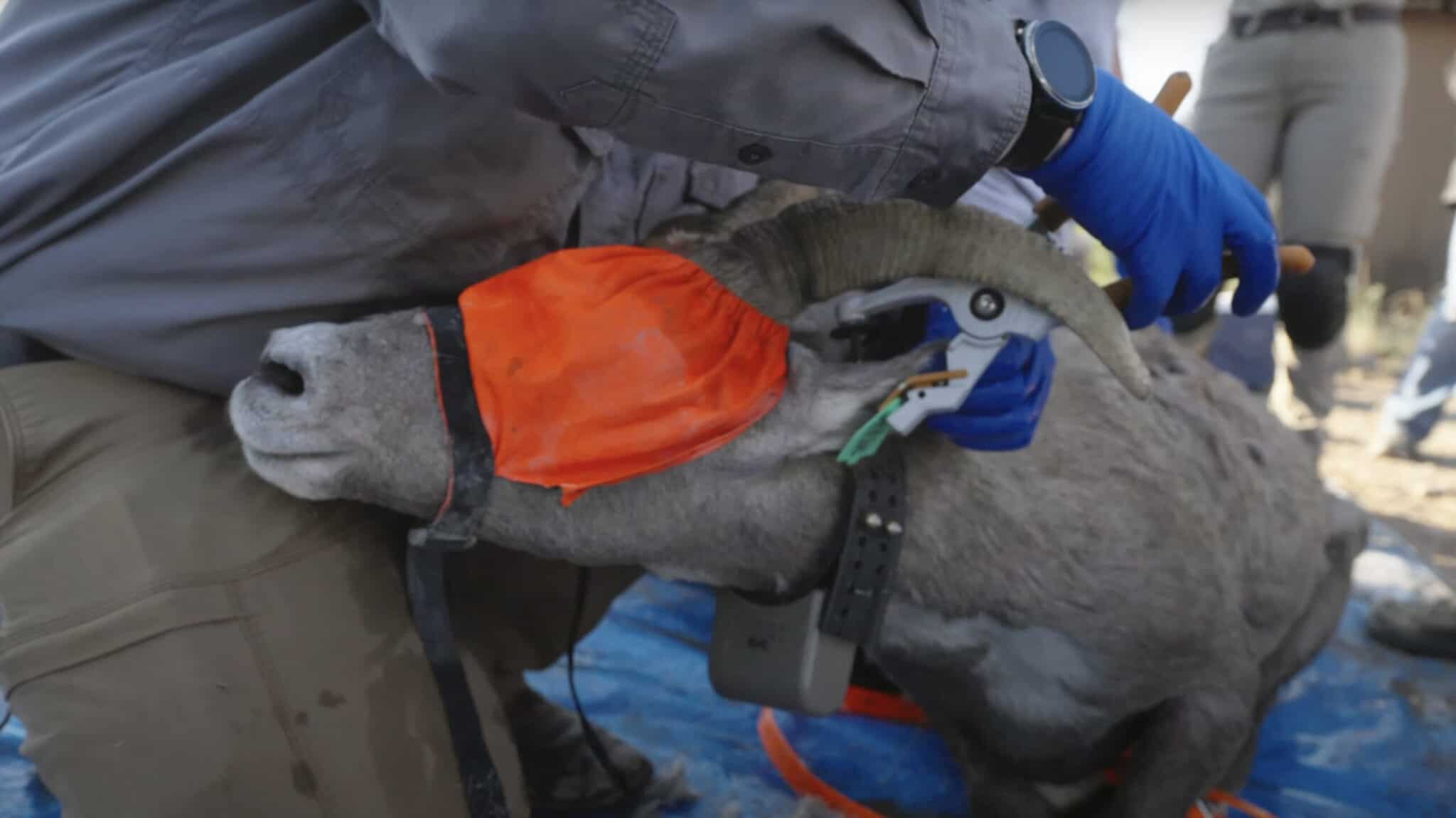 Video: Only jaguar in US spotted in camera trap - The Wildlife Society