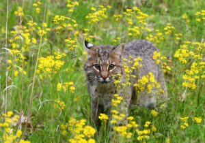 Bobcat prints lead to genetic clues about the species - The Wildlife ...
