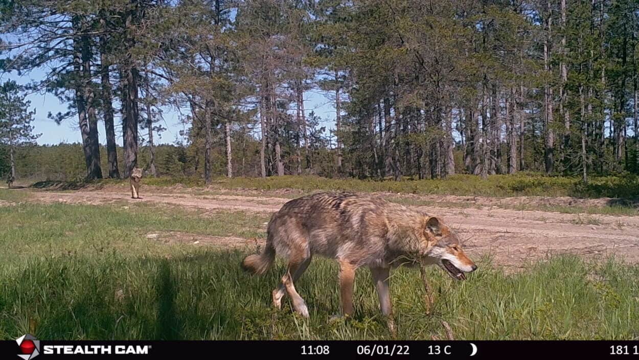 Great Lakes wolves resilient to climate, land use change - The Wildlife ...