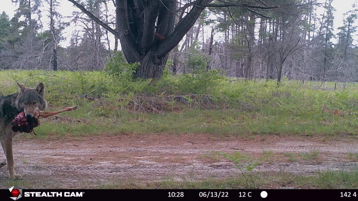 Great Lakes wolves resilient to climate, land use change - The Wildlife ...