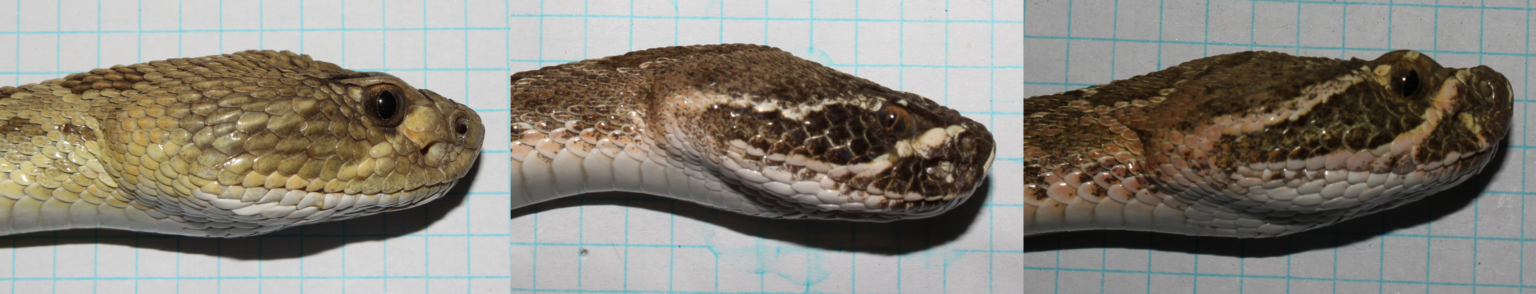 New invasive species increase globally - The Wildlife Society