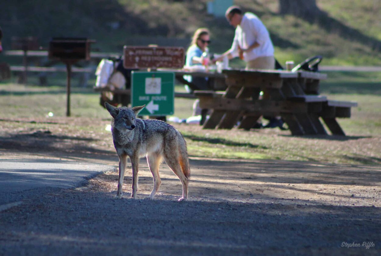 Uncovering trends in coyote-human conflict can aid in coexistence - The ...