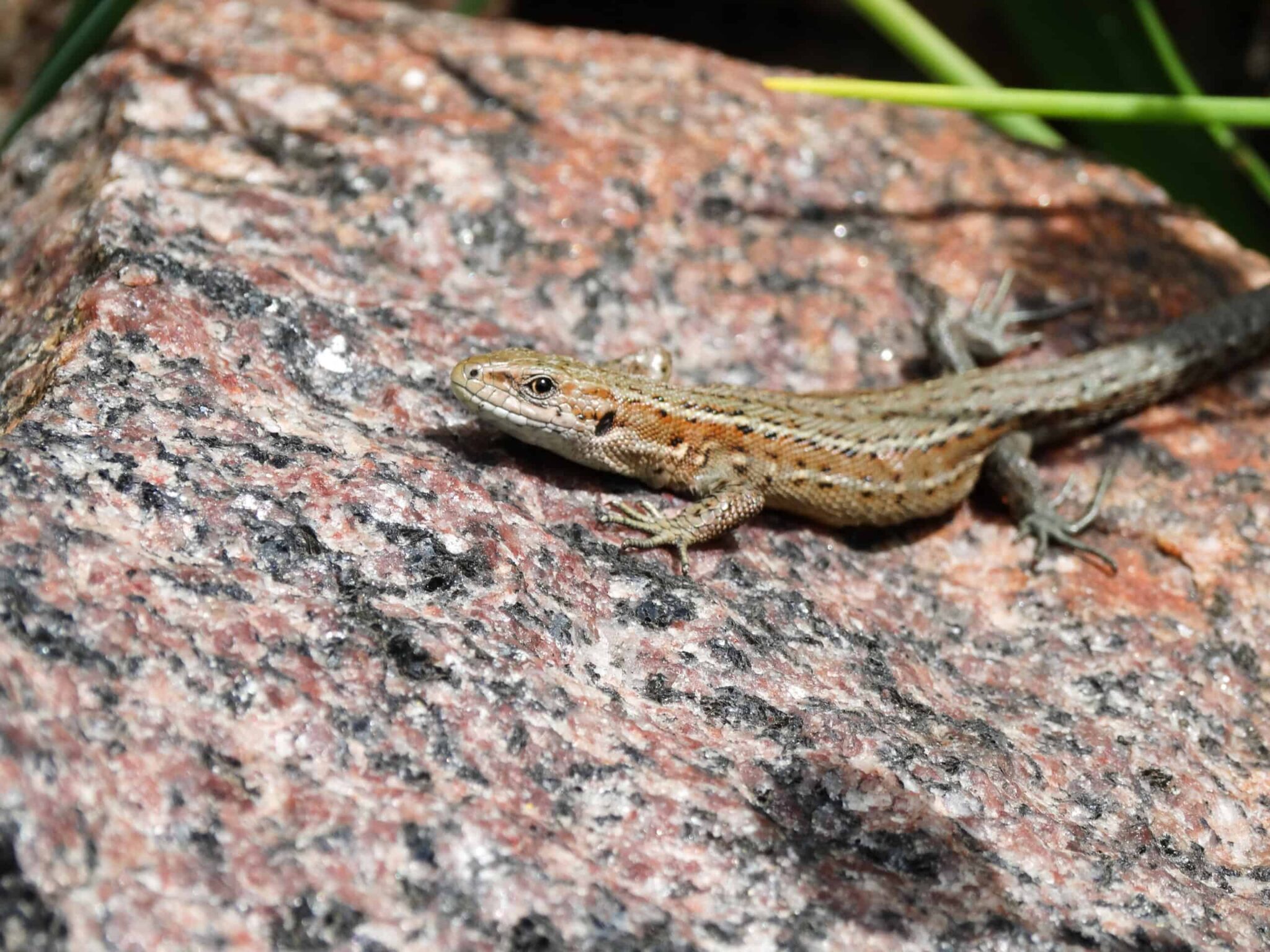 In the tropics, climate change puts cold-blooded species at risk - The ...