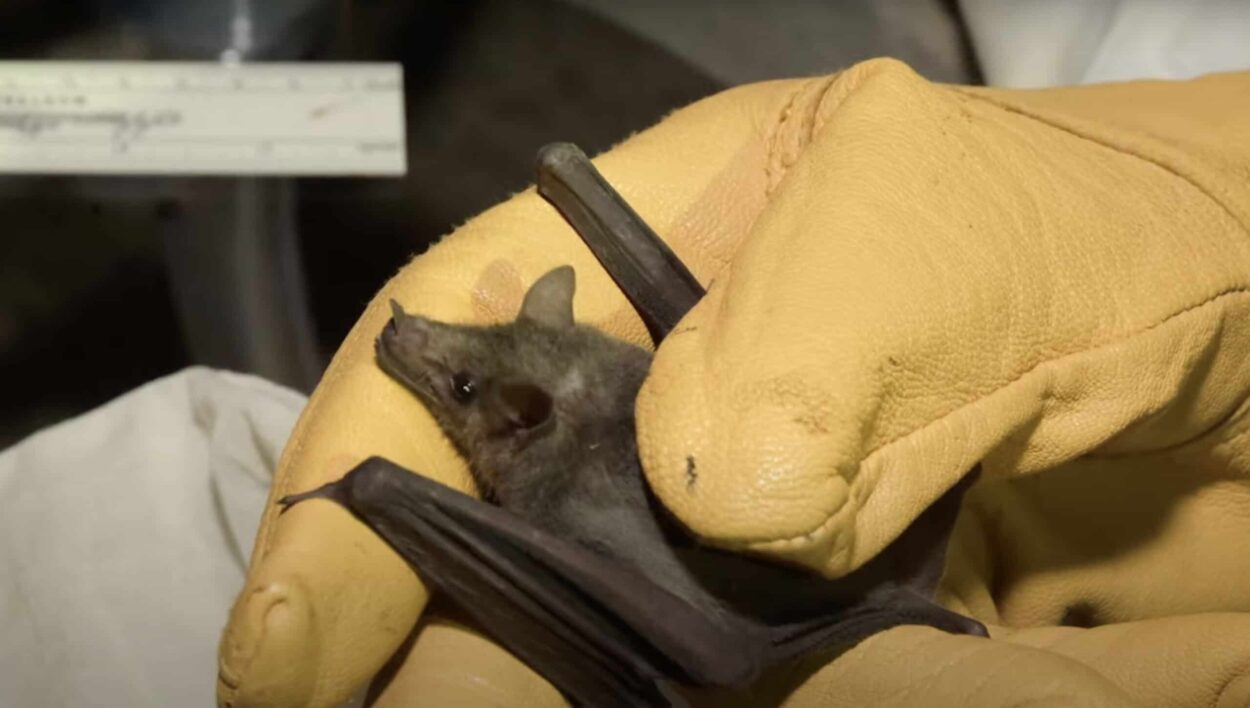 Watch: Tiny technology tracks Tucson bats - The Wildlife Society