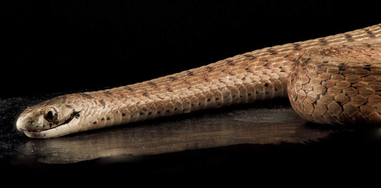 Mountain lions face inbreeding threat in Santa Monica Mountains - The ...