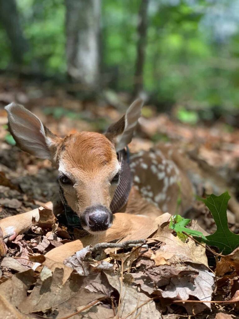 How bumble bees balance their diet - The Wildlife Society