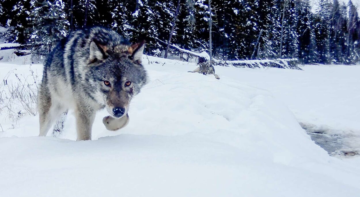 Wolf predation on beavers can alters ecosystems - The Wildlife Society