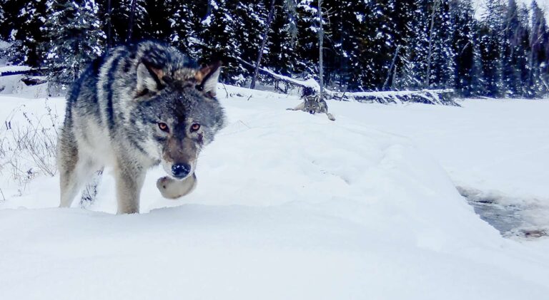 Wolf predation on beavers can alters ecosystems - The Wildlife Society