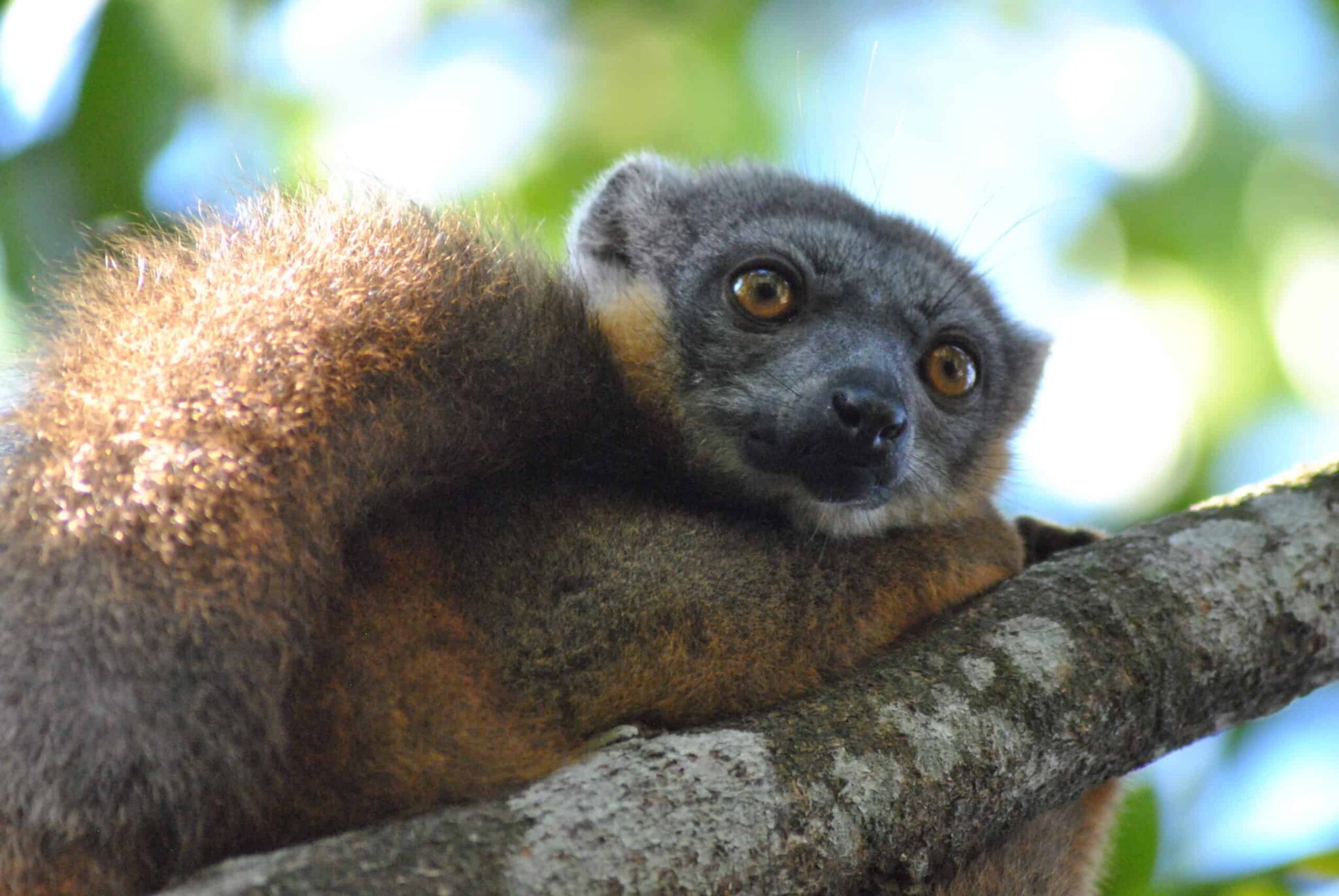 JWM: Translocated lemurs do well in new home - The Wildlife Society