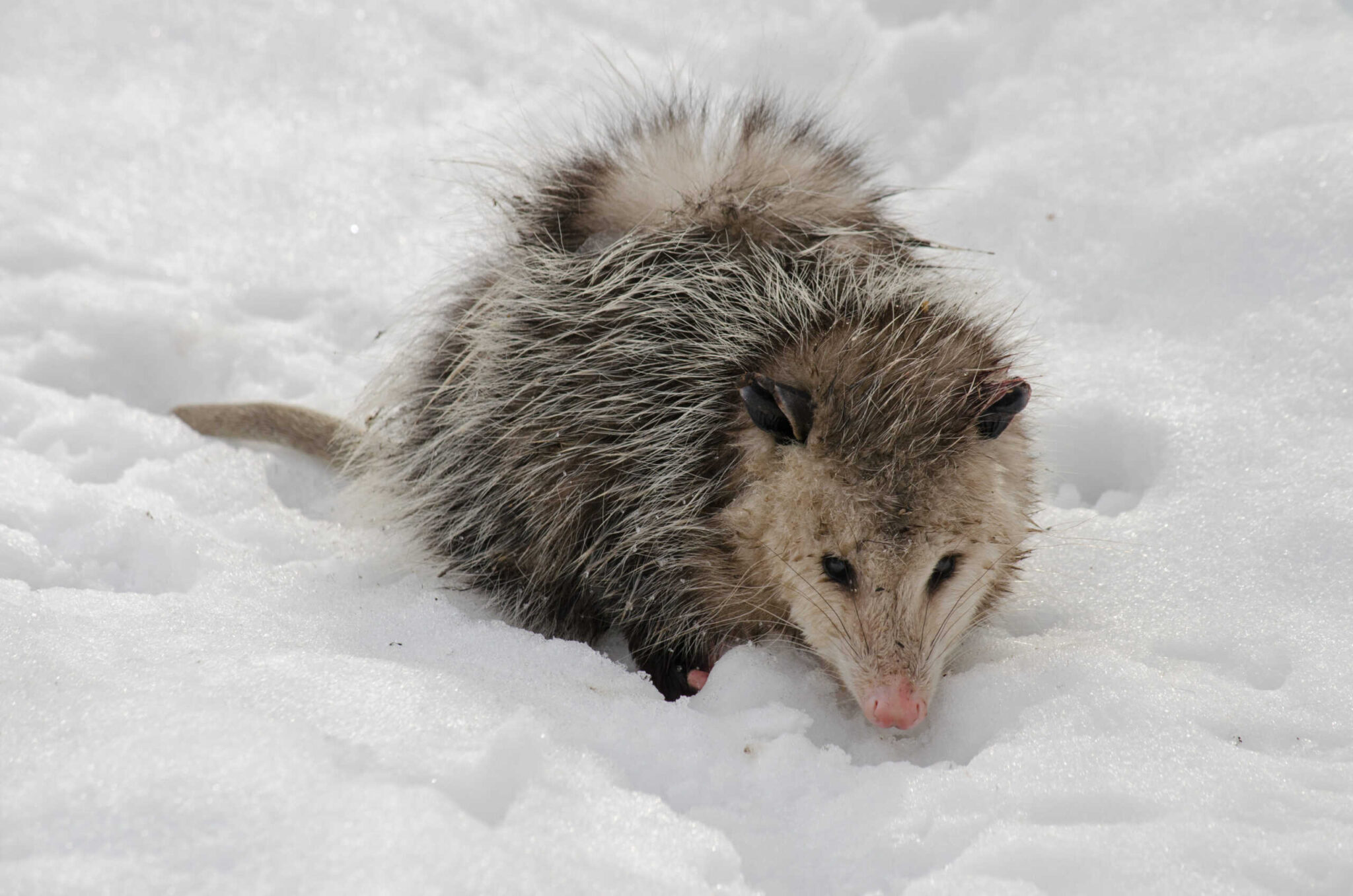 Wildlife is feeling the cold, too - The Wildlife Society