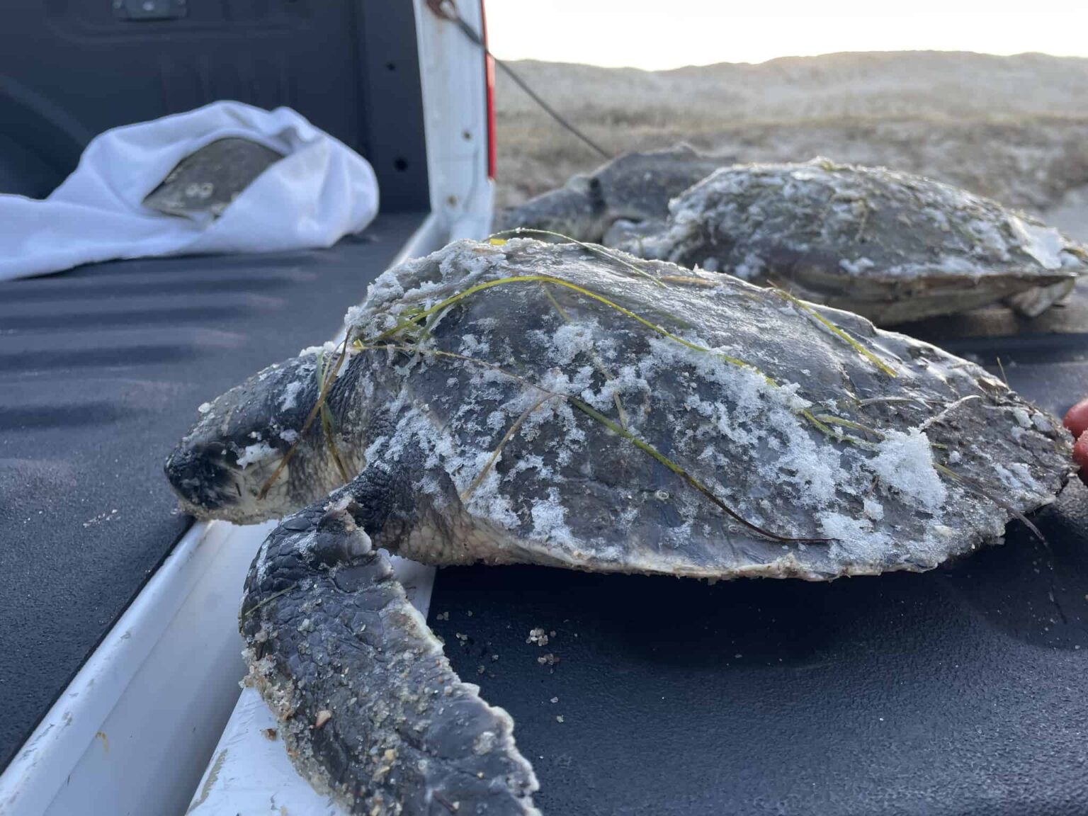 Development pushes one Blanding’s turtle population to the brink - The ...