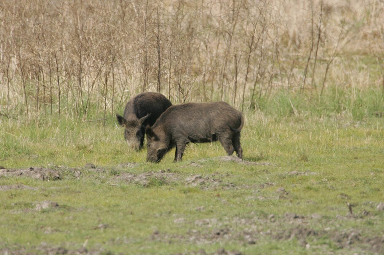 Canadian ‘Super pigs’ pose threat to U.S. - The Wildlife Society