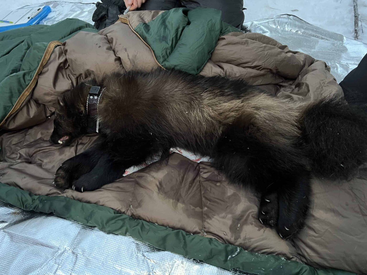 Are Alaskan wolves targeting wolverines? - The Wildlife Society
