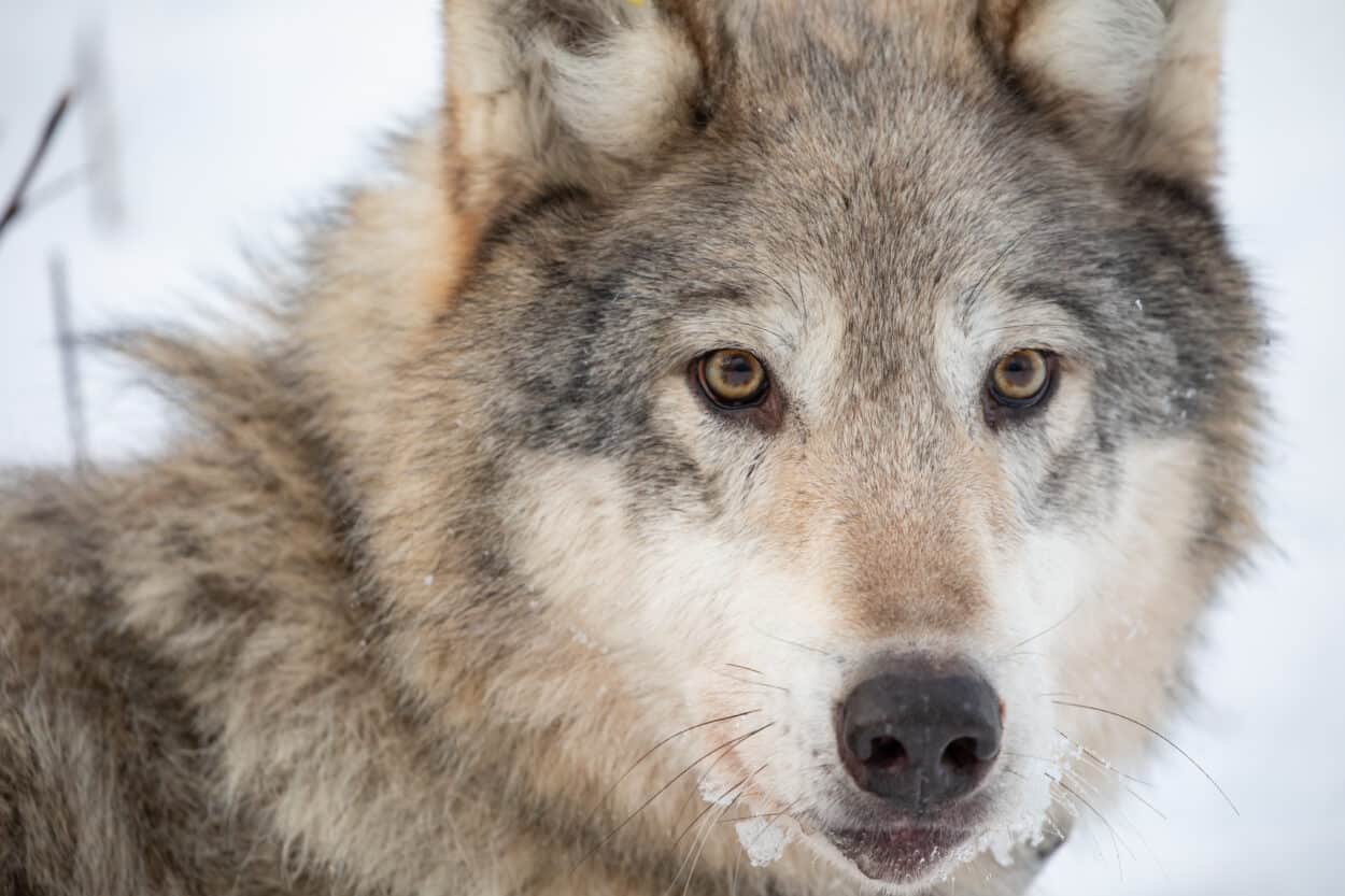 Are Alaskan wolves targeting wolverines? - The Wildlife Society