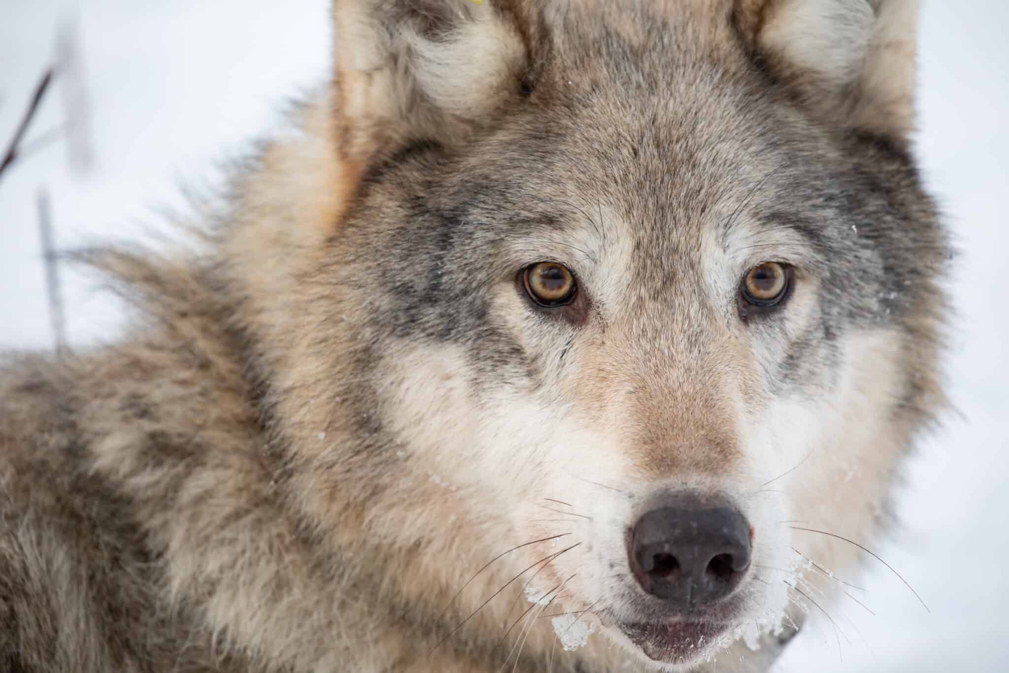 Are Alaskan wolves targeting wolverines? - The Wildlife Society