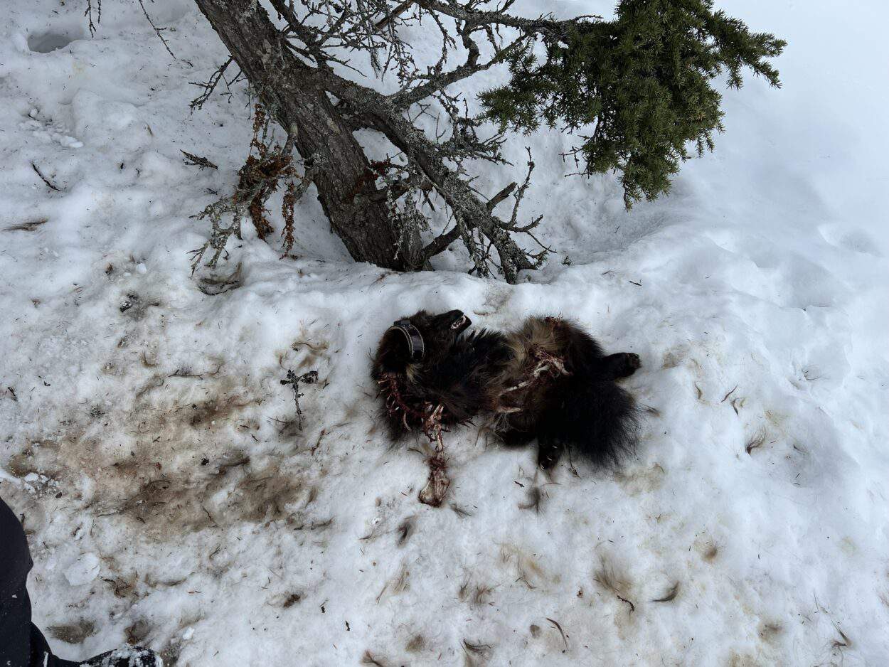 Are Alaskan wolves targeting wolverines? - The Wildlife Society
