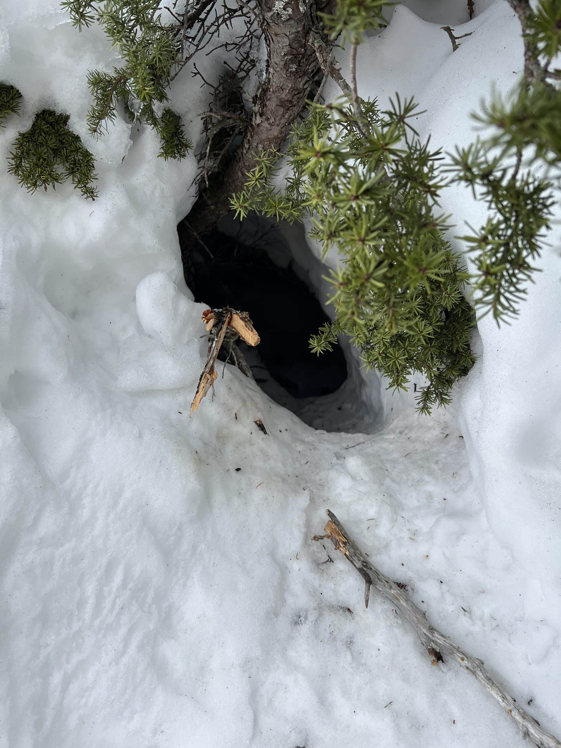 Are Alaskan wolves targeting wolverines? - The Wildlife Society