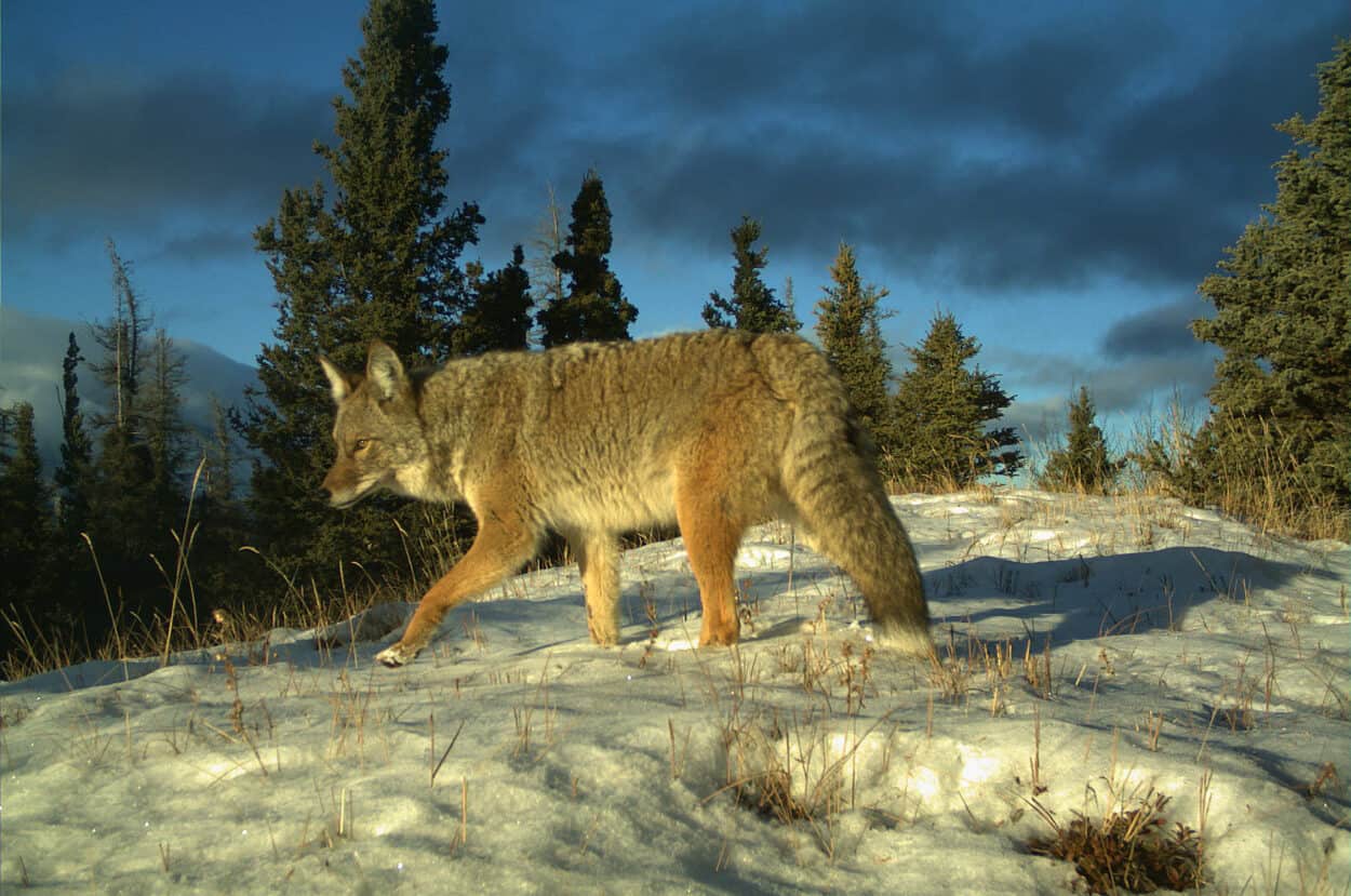 Wild Cam: Remote cameras zoom in on population size - The Wildlife Society