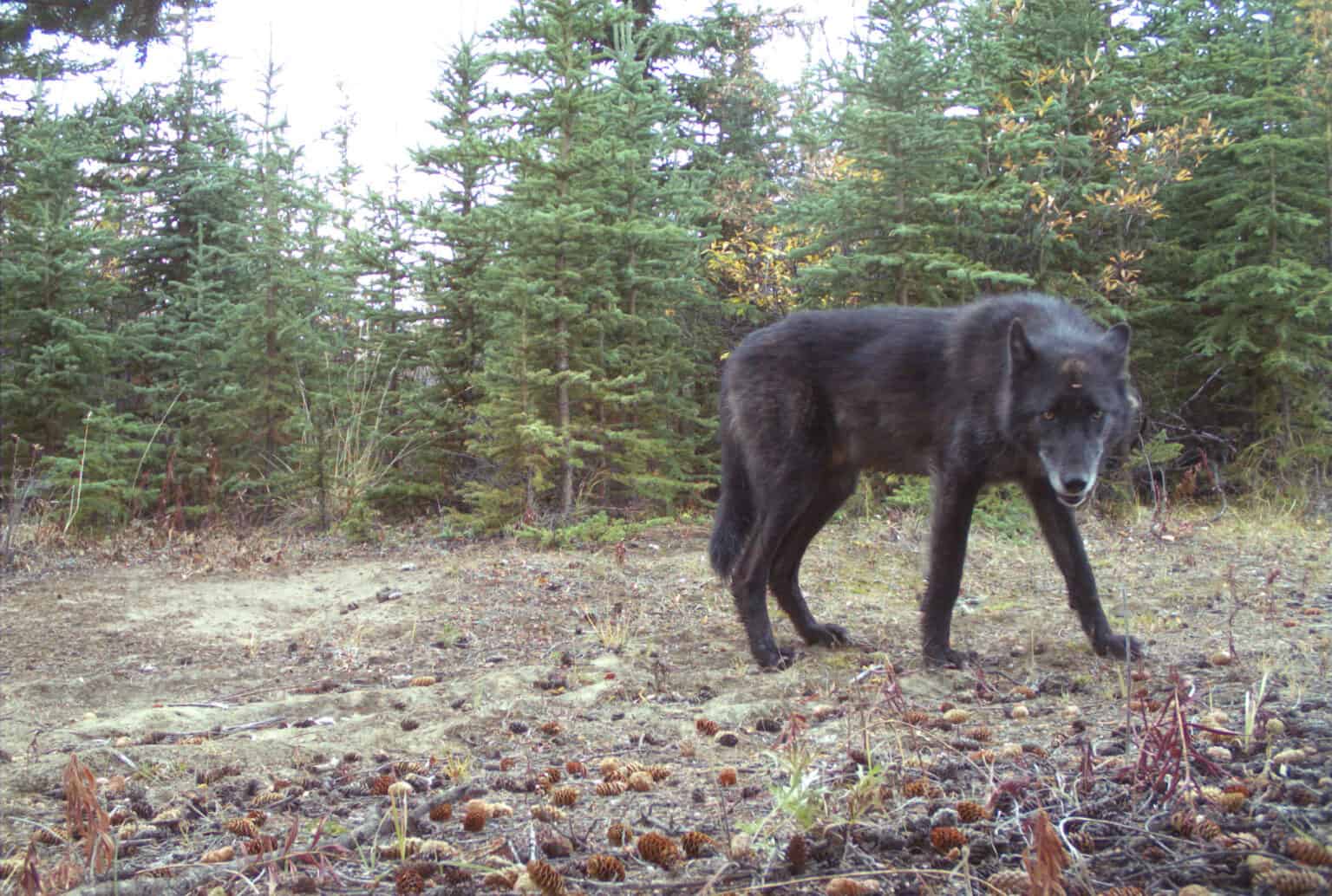 Wild Cam: Remote cameras zoom in on population size - The Wildlife Society