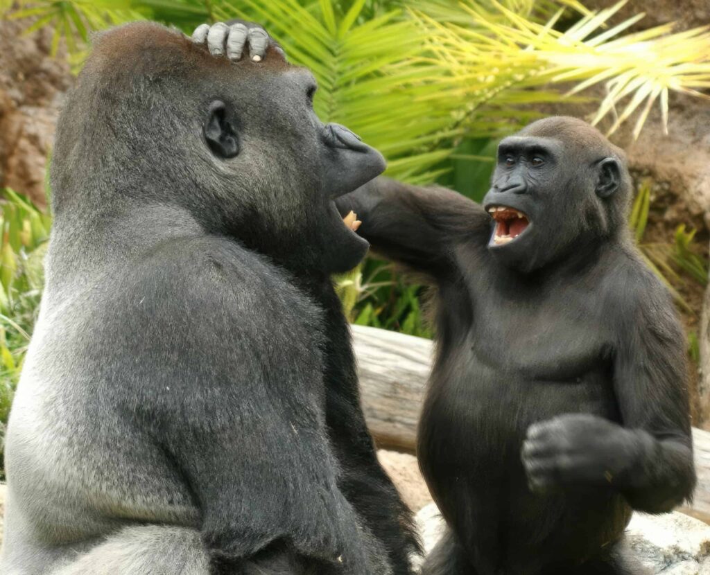 Watch: Do apes have a sense of humor? - The Wildlife Society
