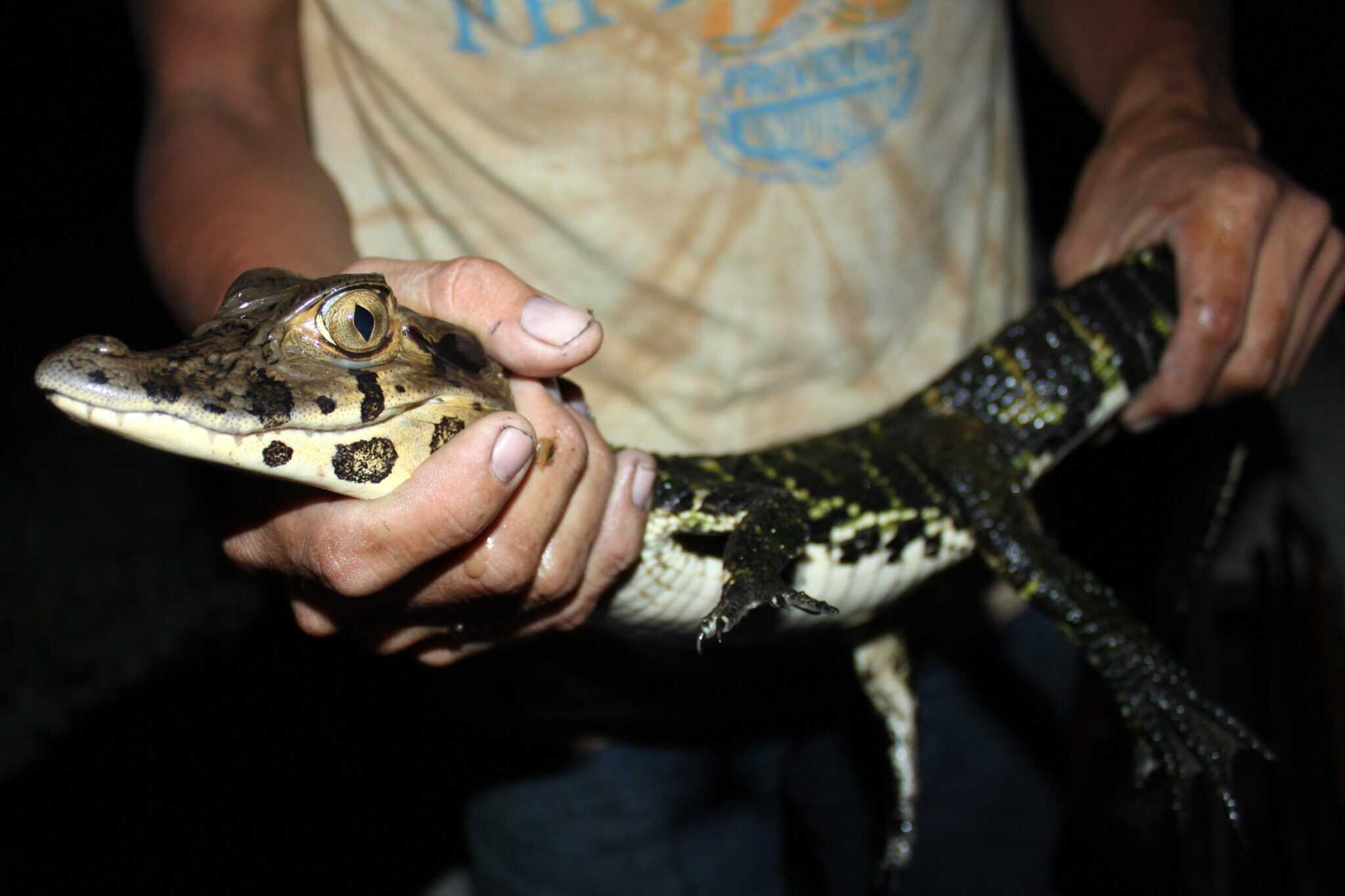 JWM: Ecotourism may stress black caimans in the Amazon - The Wildlife ...