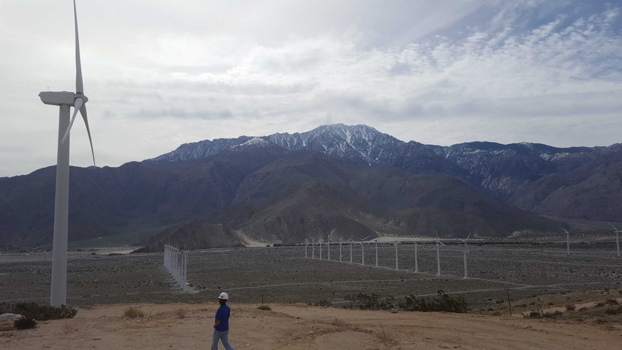 Researchers spot hoary bat over proposed wind energy area - The ...