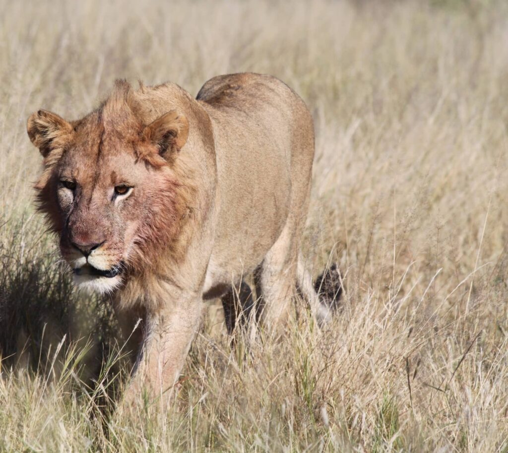 TWS 2023: Lions carry a large parasite load - The Wildlife Society