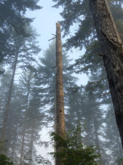 Digging into the science of snags - The Wildlife Society