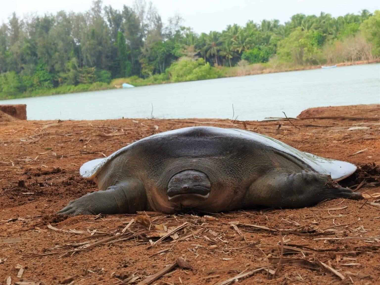 Development pushes one Blanding’s turtle population to the brink - The ...