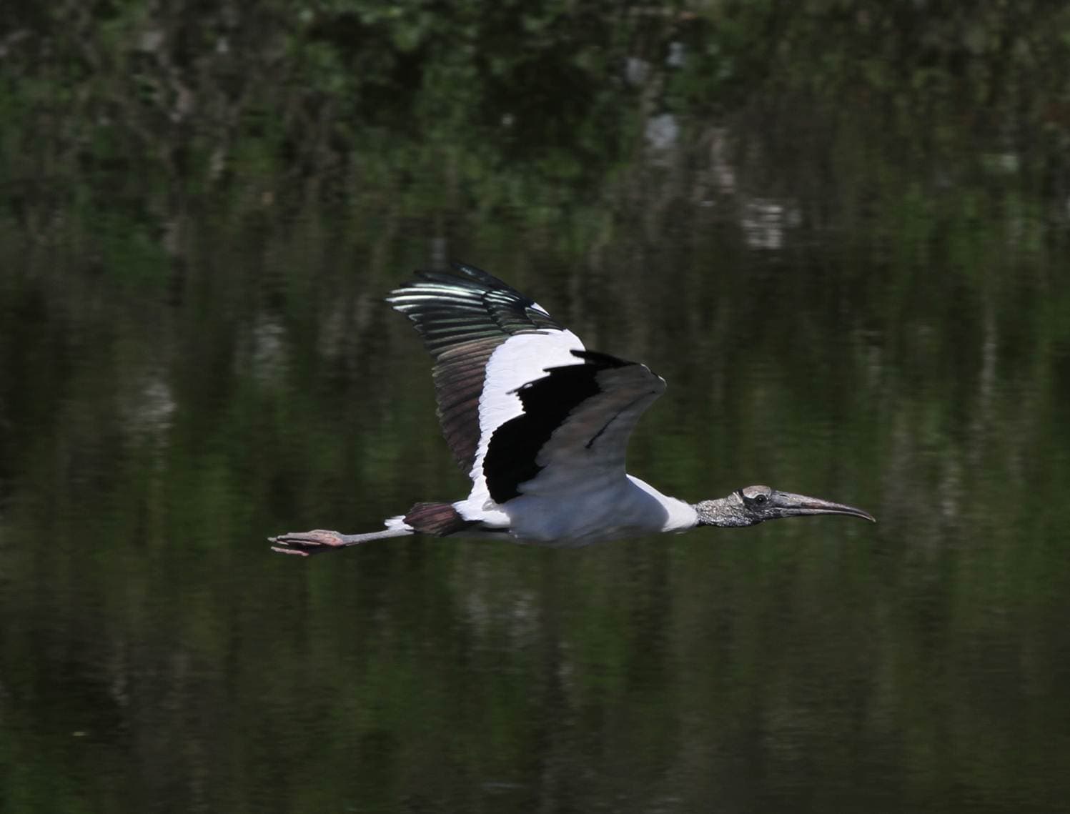 Georgia Chapter: 100 Club - The Wildlife Society
