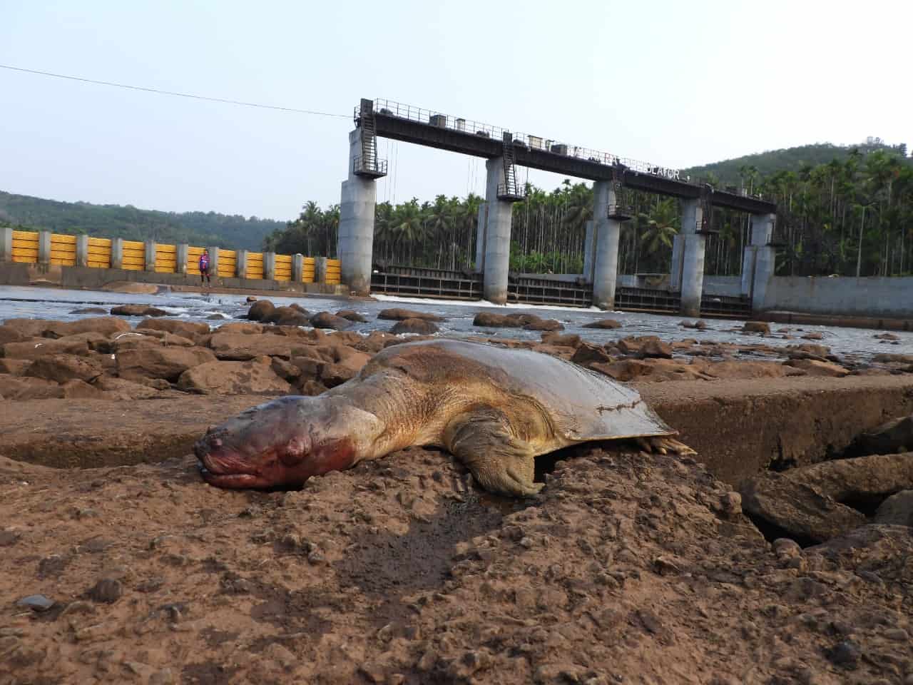 Wild Cam: Building a community of turtle conservationists in Kerala ...