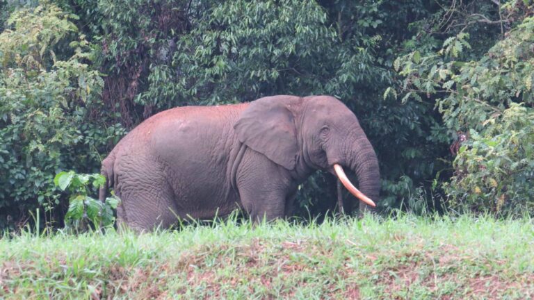 TWS 2023: How healthy are elephant hybrids? - The Wildlife Society