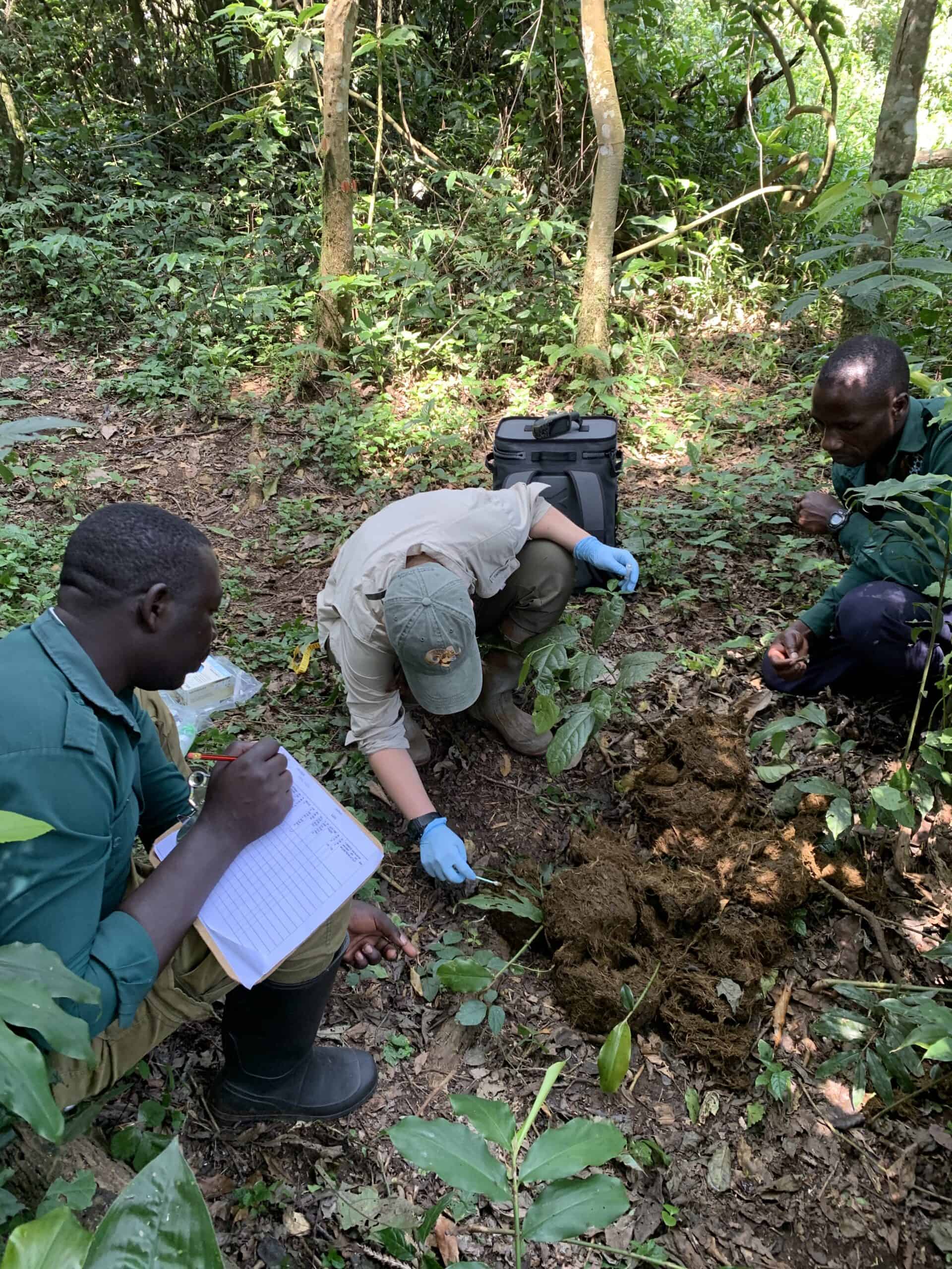 TWS 2023: How healthy are elephant hybrids? - The Wildlife Society