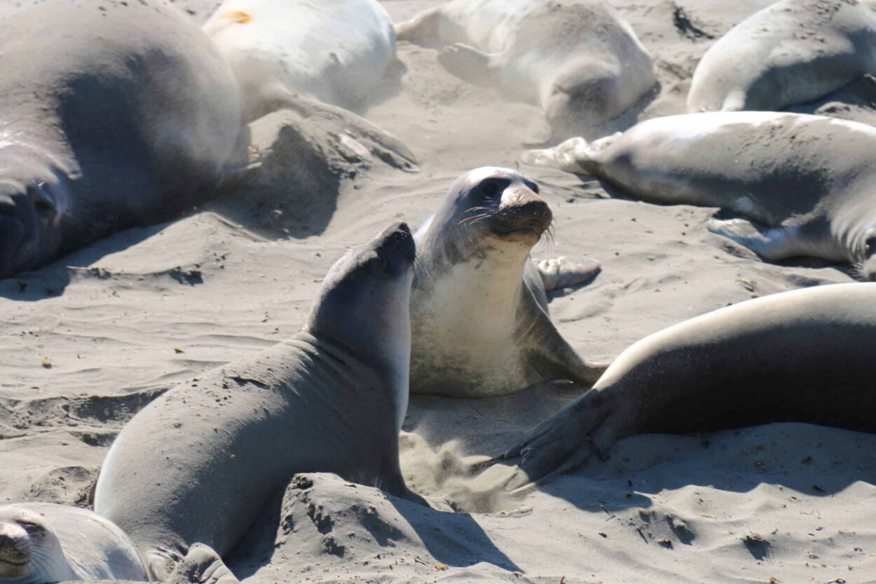 Despite resurgence, elephant seals impacted by near extinction - The Wildlife Society
