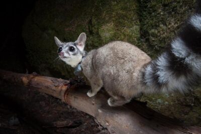 Shedding light on the cryptic ringtail - The Wildlife Society