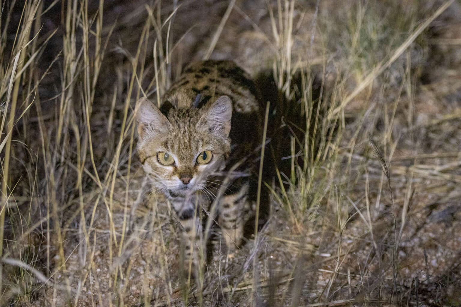Wild Cam: Black-footed cats depend on rodent burrows - The Wildlife Society