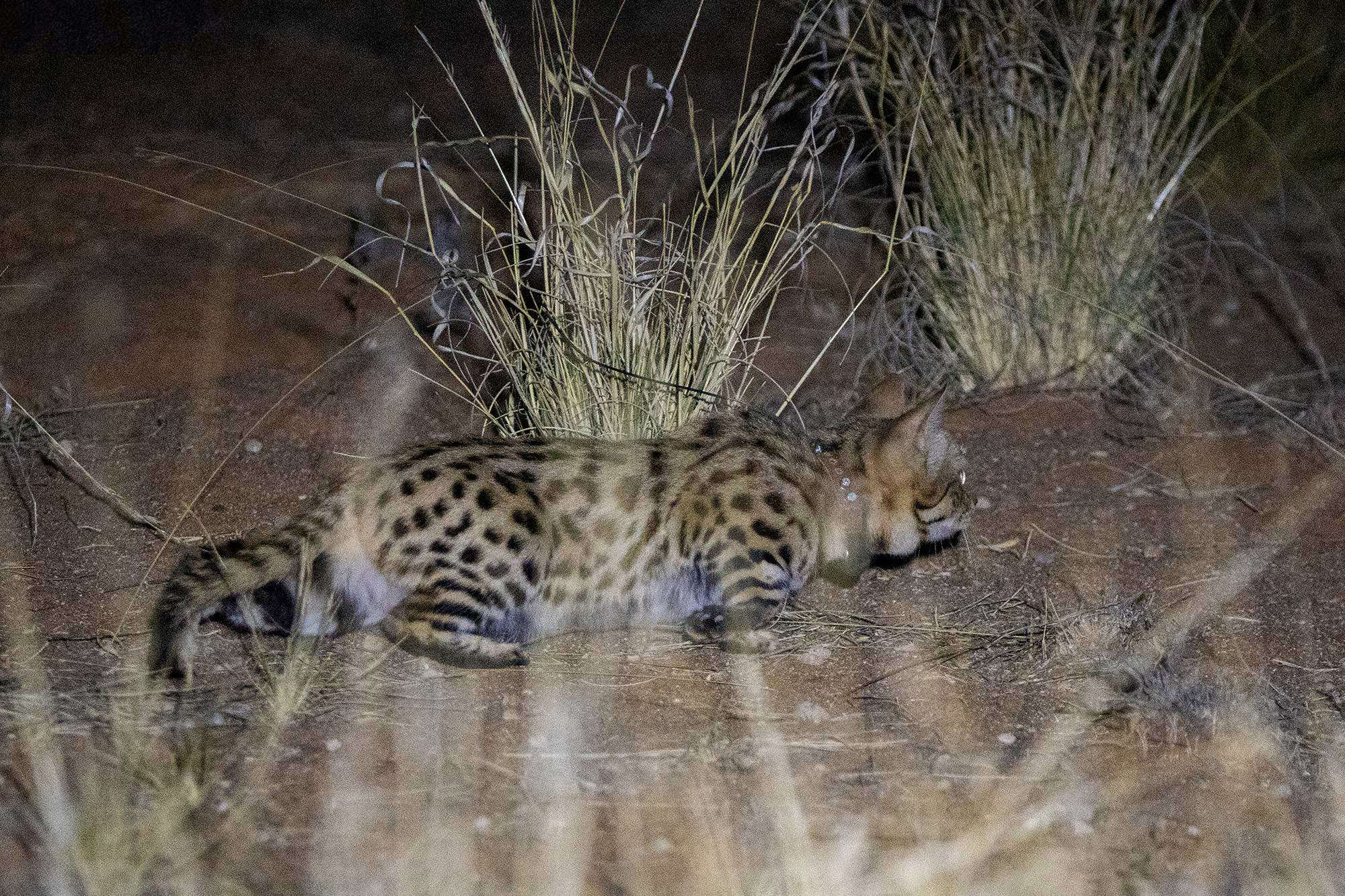 Wild Cam: Black-footed cats depend on rodent burrows - The Wildlife Society