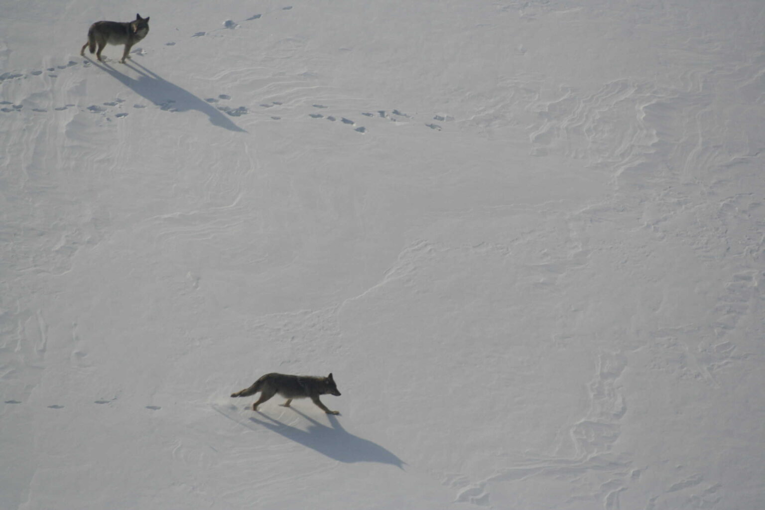 Eastern wolves are isolated in Algonquin Provincial Park - The Wildlife ...