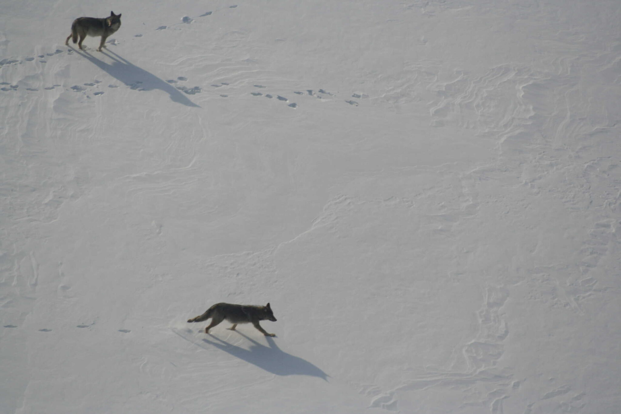 Eastern wolves are isolated in Algonquin Provincial Park - The Wildlife ...