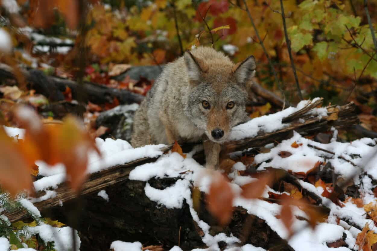 Eastern wolves are isolated in Algonquin Provincial Park - The Wildlife ...