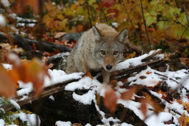 Eastern wolves are isolated in Algonquin Provincial Park - The Wildlife ...
