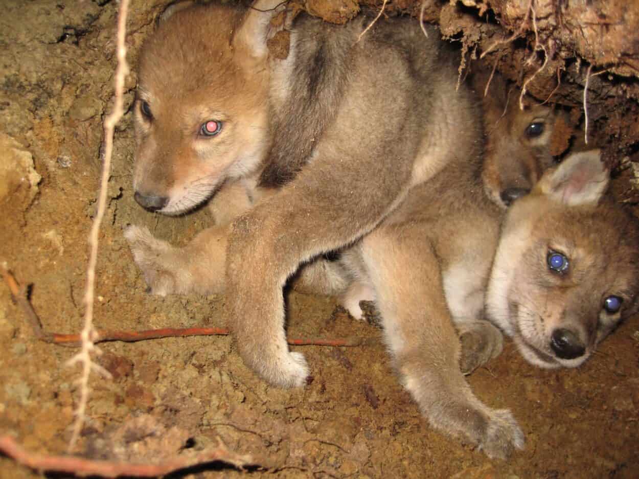 Eastern wolves are isolated in Algonquin Provincial Park - The Wildlife ...