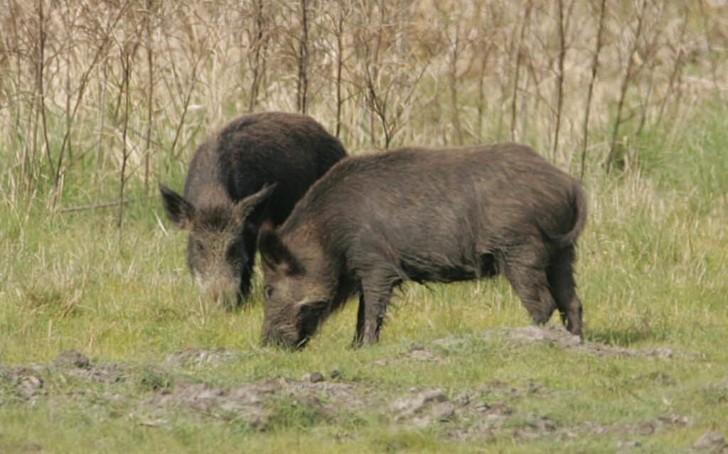 Alberta effort blows the whistle on wild pigs - The Wildlife Society