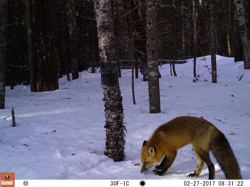 Deep snows deter red foxes - The Wildlife Society