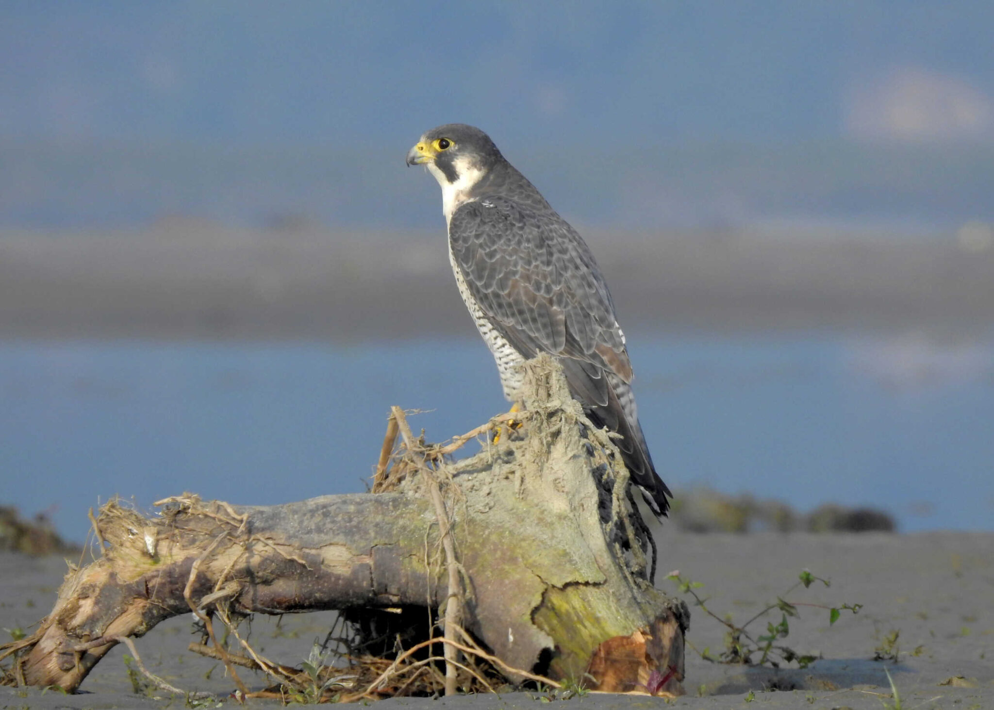 Fire Ants Limit Attwater’s Prairie Chicken Survival - The Wildlife Society
