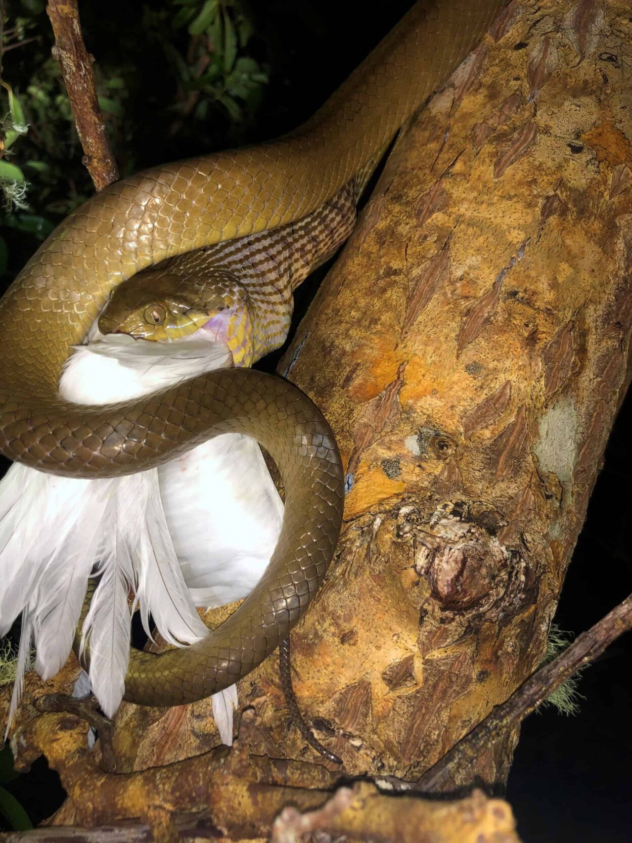 Unusually cold Florida weather causes cold-stunned iguanas - The ...