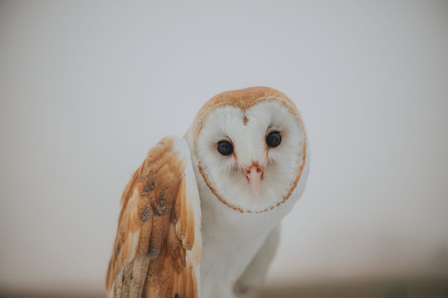 Steps to managing climate change refugia for wildlife - The Wildlife ...