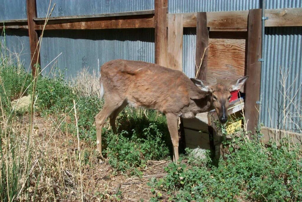 Study finds CWD unlikely to spread to humans - The Wildlife Society